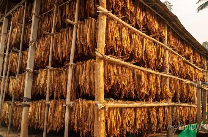 Burley tobacco: features and history of origin - blackSHISHA